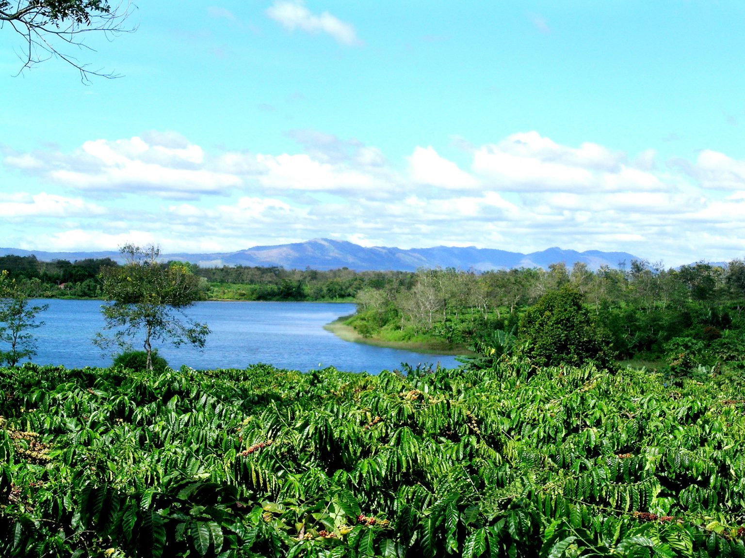 Intimex Group INTIMEX COFFEE